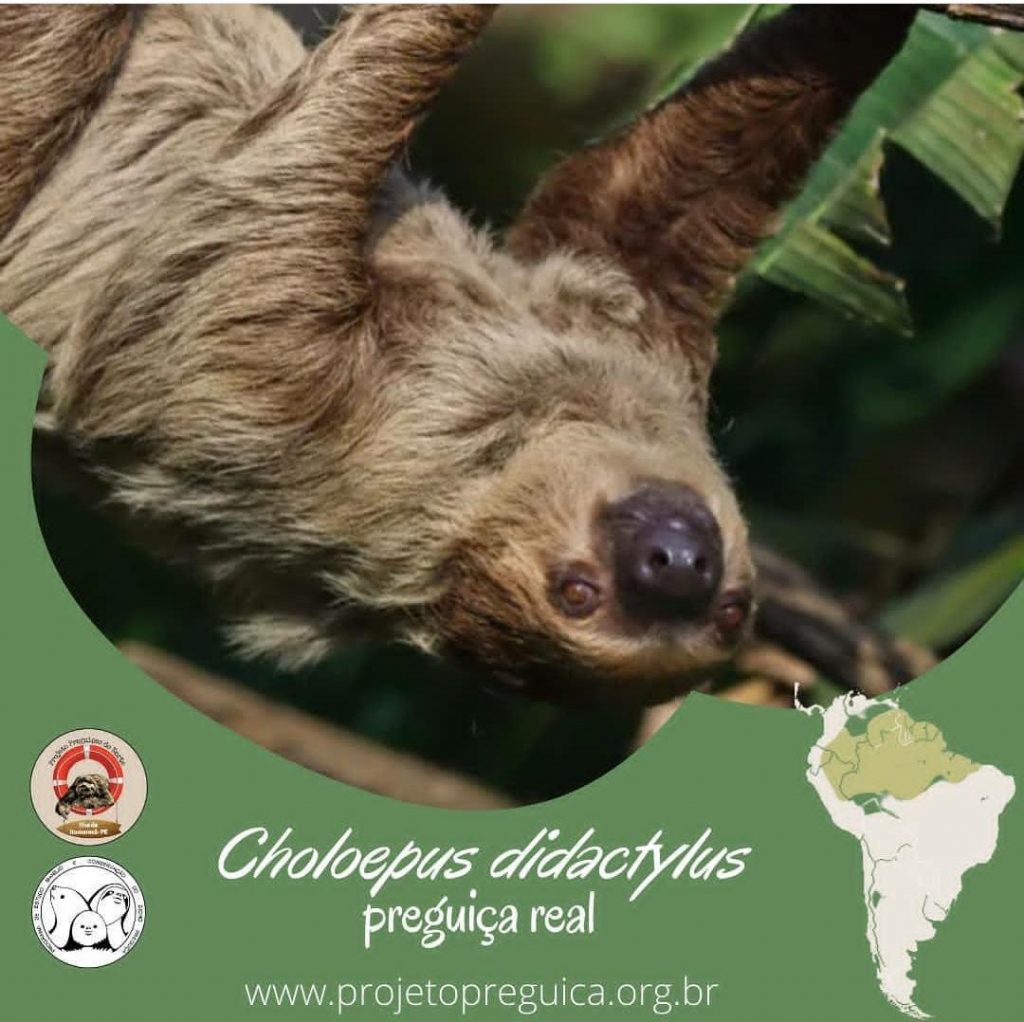 Bradypus torquatus (Illiger, 1811) – Projeto Preguiça
