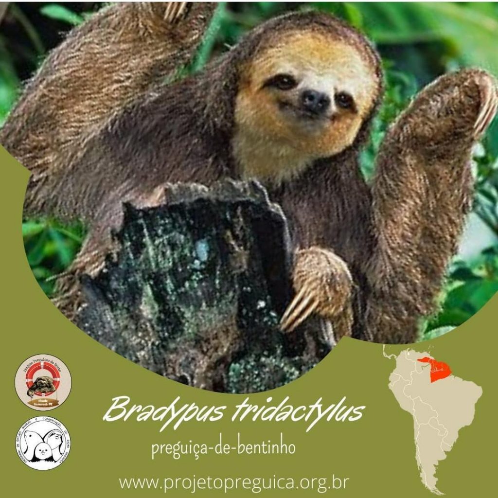 Choloepus didactylus (Linnaeus,1758) – Projeto Preguiça